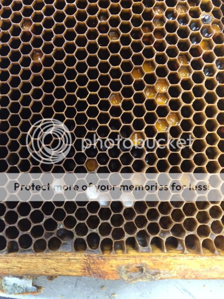 Pure white caps over pollen??? | Beesource Beekeeping Forums