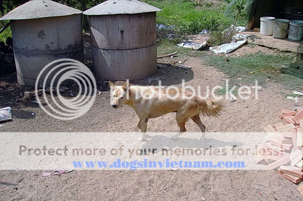 Razor Back Dog Breed at Donald Gaillard blog